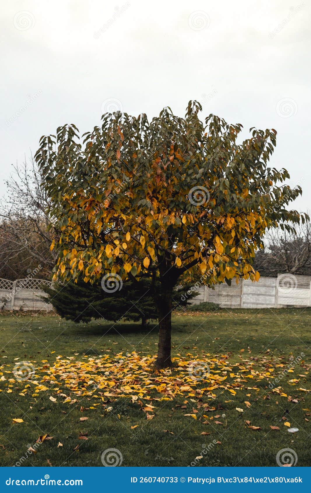 Tree during Autumn. Falling Leaves from a Tree. Green Grass, Cloudy Sky ...