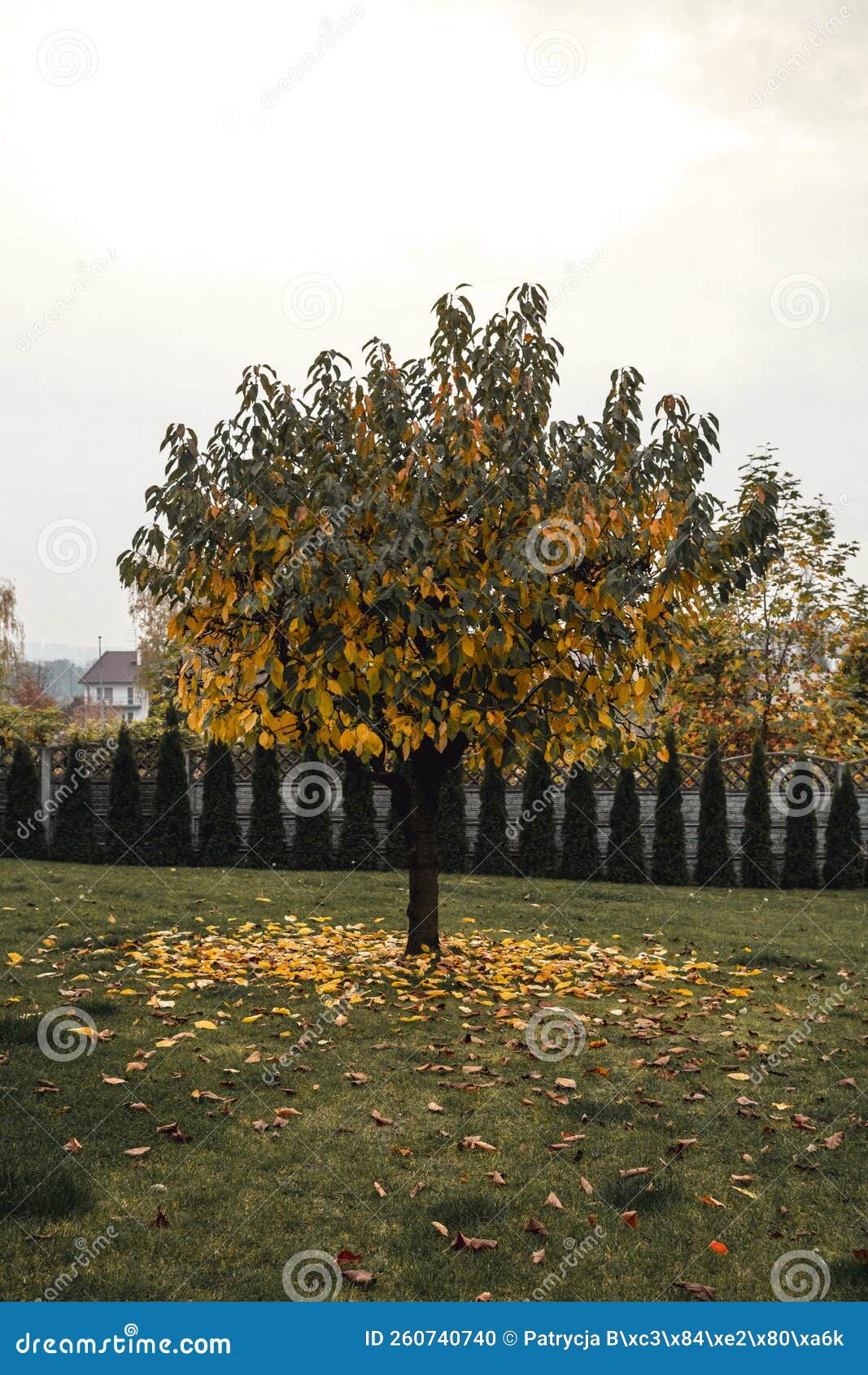 Tree during Autumn. Falling Leaves from a Tree. Green Grass, Cloudy Sky ...