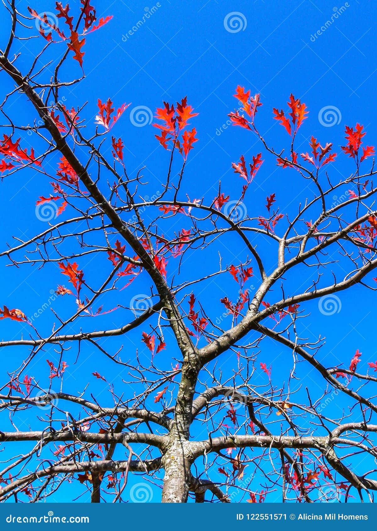 Tree in Autumn with Few Red Leaves Stock Image - Image of orange ...