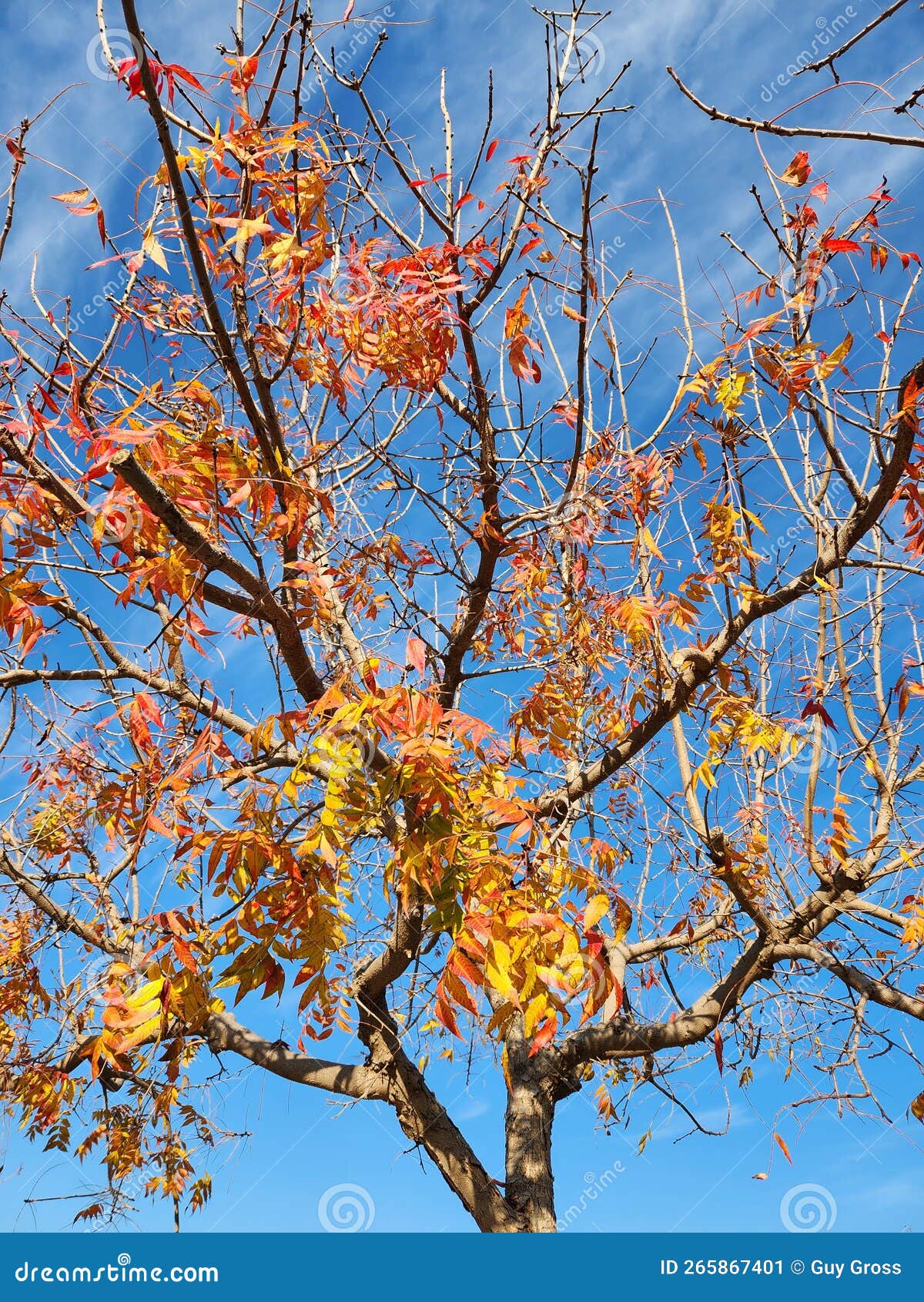 A tree with autumn leaves stock image. Image of leaf - 265867401