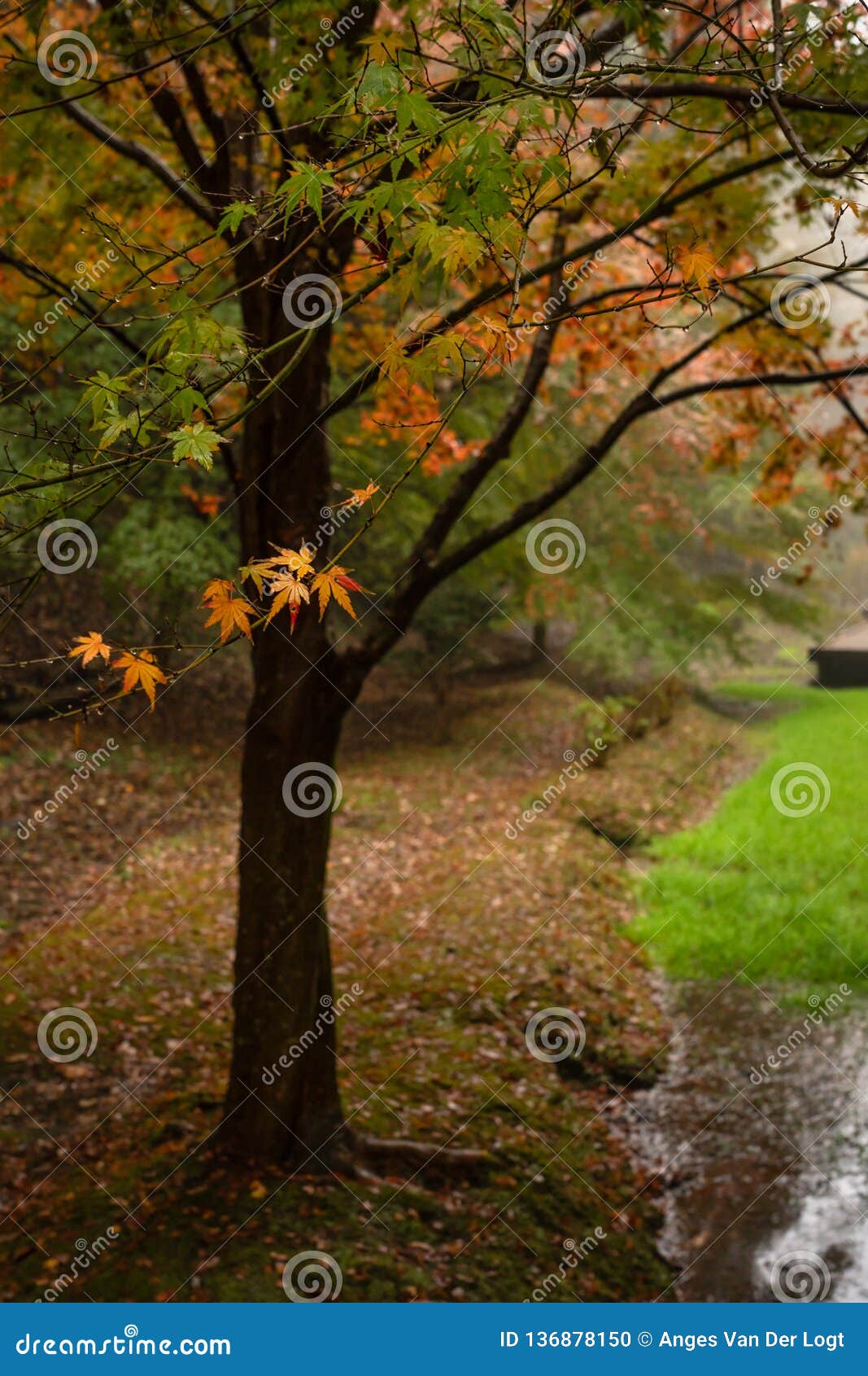Tree in the autumn rain stock photo. Image of color - 136878150