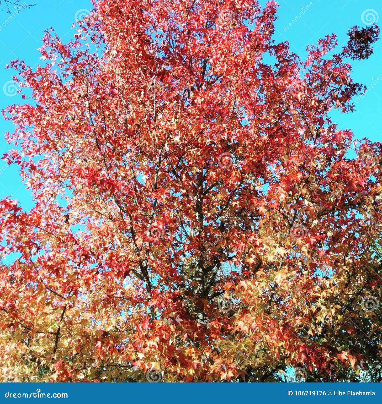 Tree autumn red stock photo. Image of nature, tree, green - 106719176