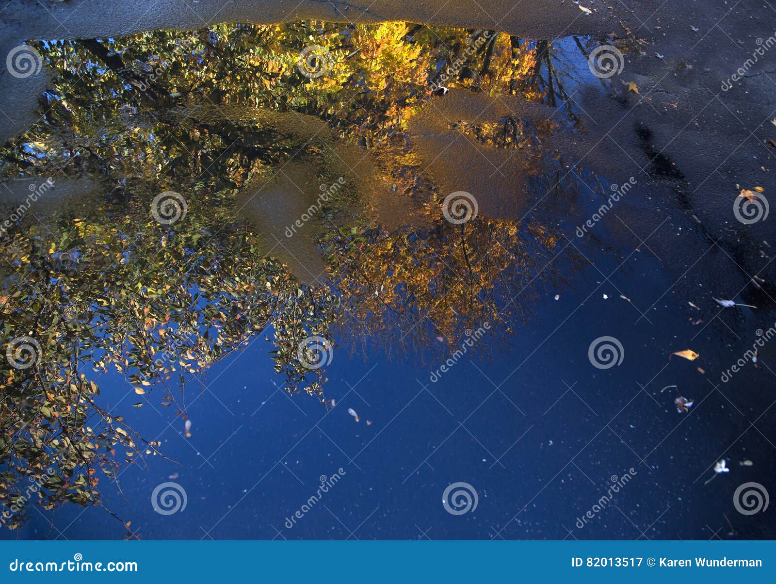 Tree with Autumn Reflected in Puddle Stock Image - Image of leaves ...