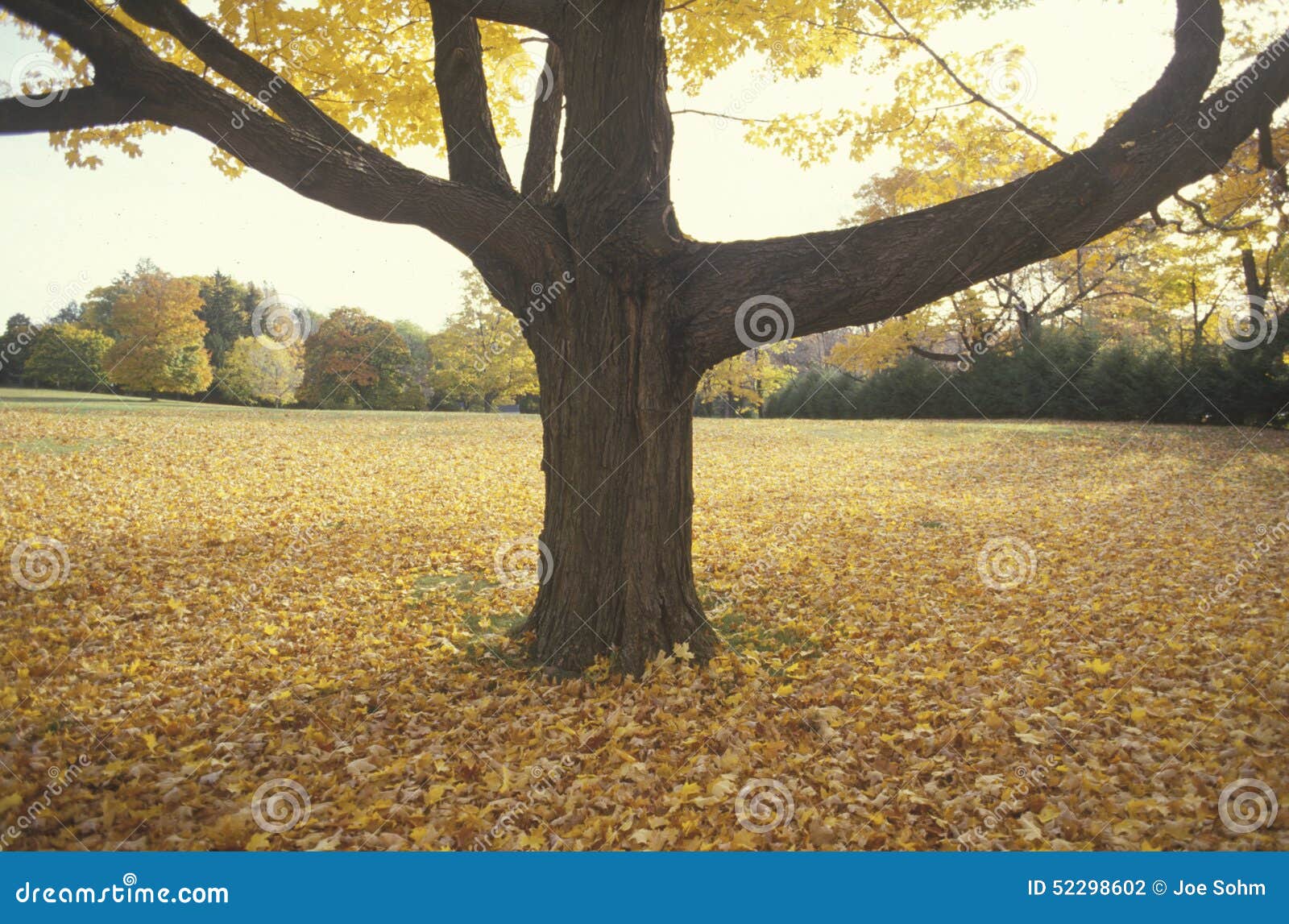 Tree in Autumn Surrounded by Leaves, New Jersey Stock Photo - Image of ...