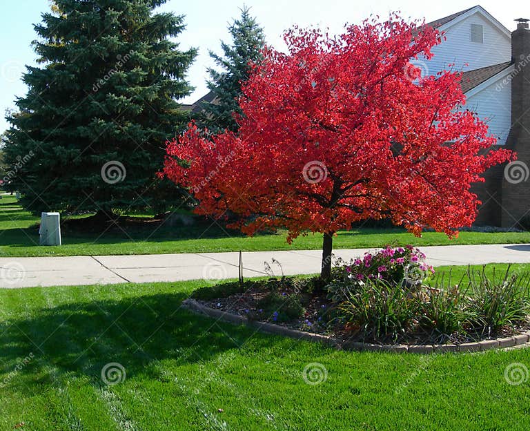 Tree in Autumn with Vibrant Red Leaves Stock Photo - Image of fall ...
