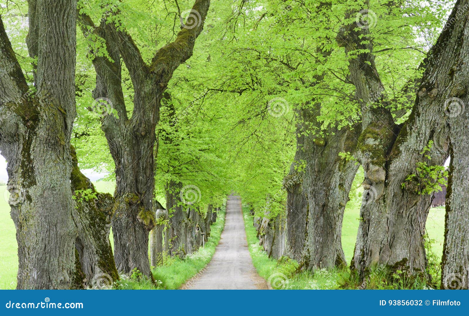 A Small Path For Exploring The Park, Green Trees, Natural Background ...