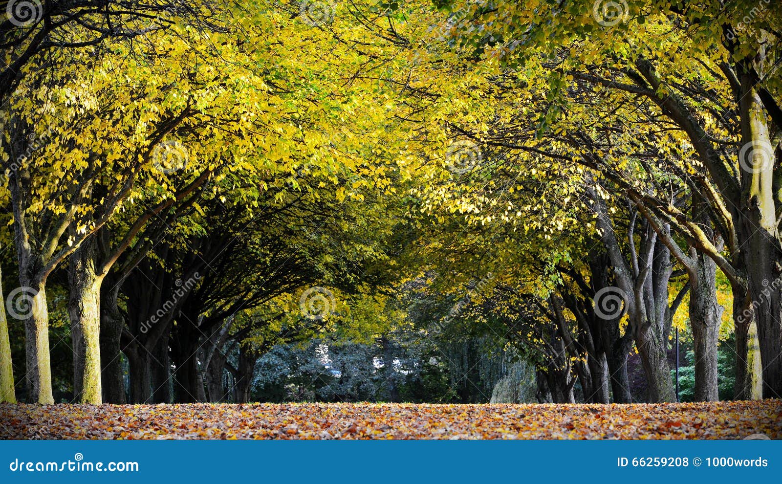 Tree Avenue stock photo. Image of colourful, kingdom - 66259208