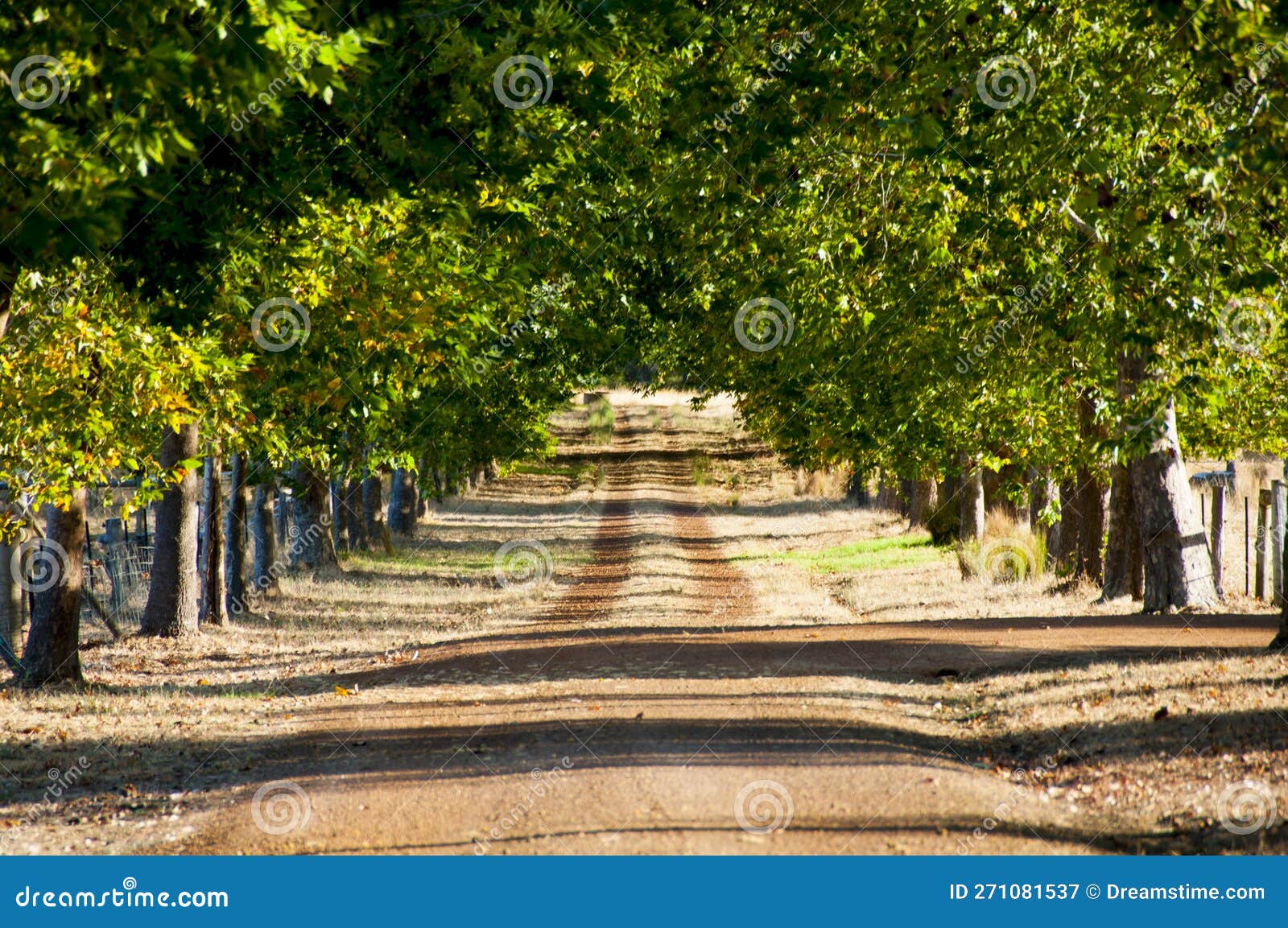 Tree Avenue stock image. Image of perspective, forest - 271081537