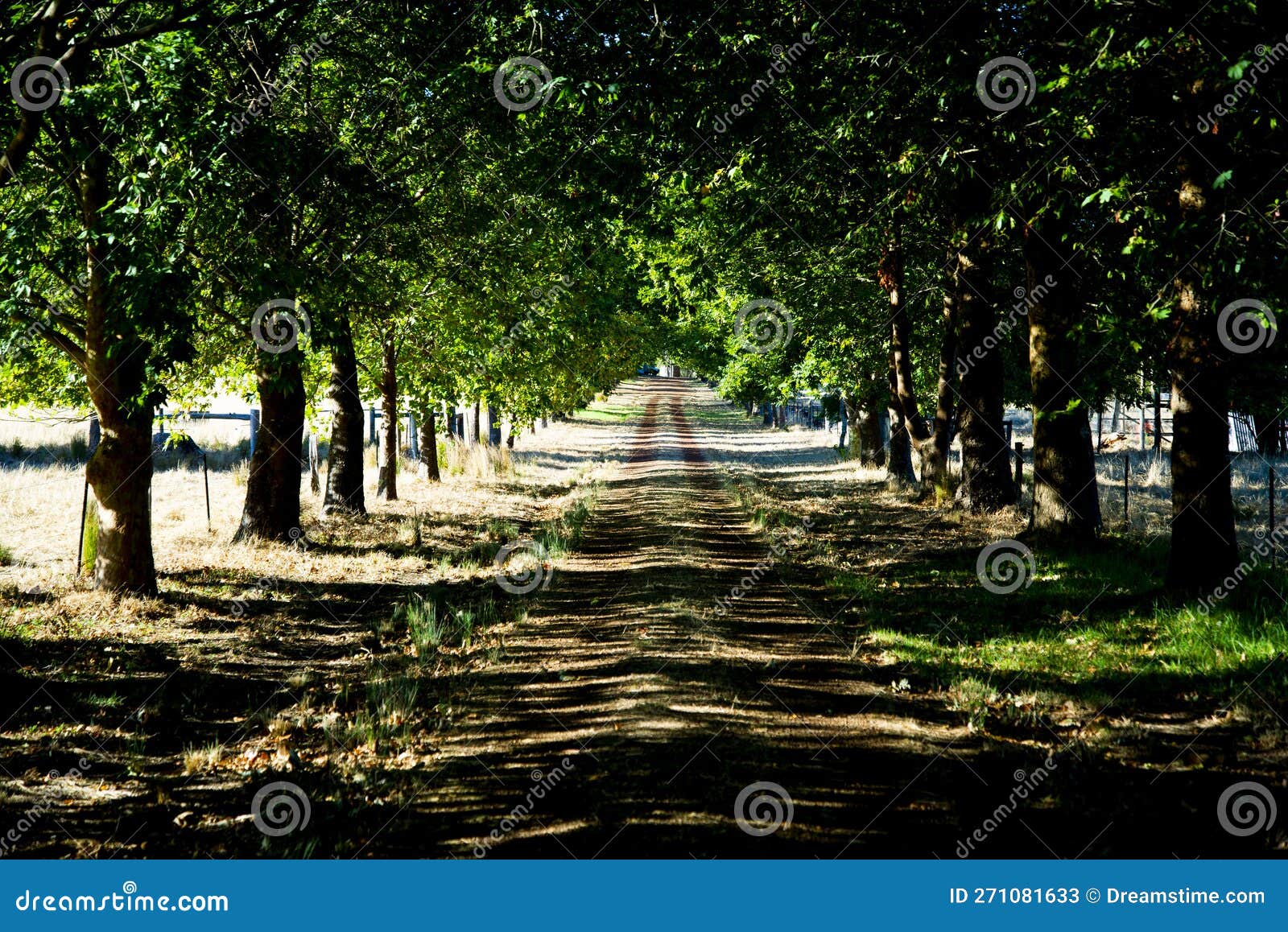 Tree Avenue stock image. Image of environment, scenic - 271081633