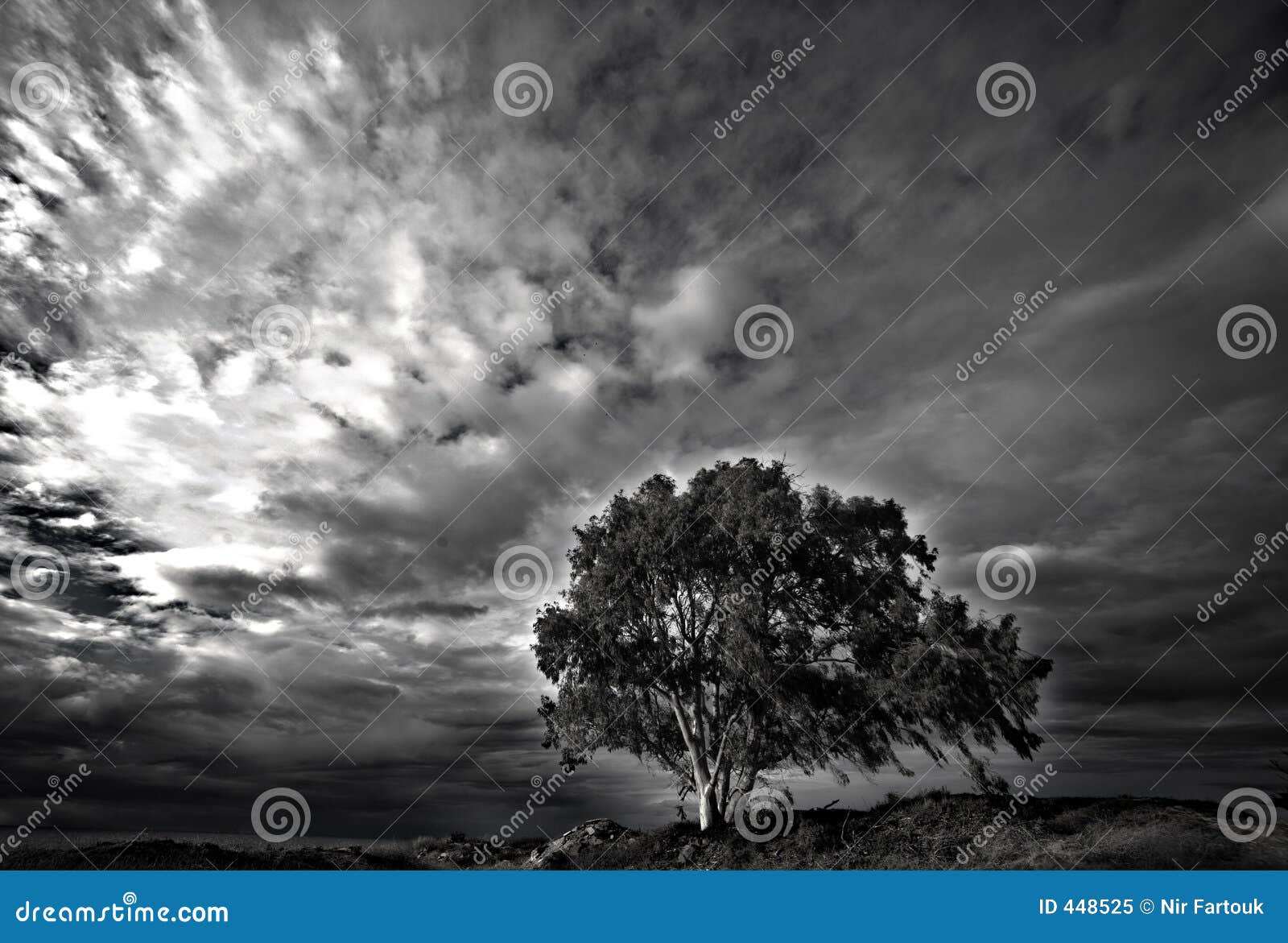 Tree in b&w stock image. Image of israel, white, rain - 448525
