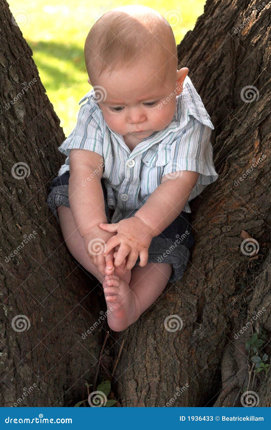 Tree Baby stock image. Image of baby, grass, green, little - 1936433