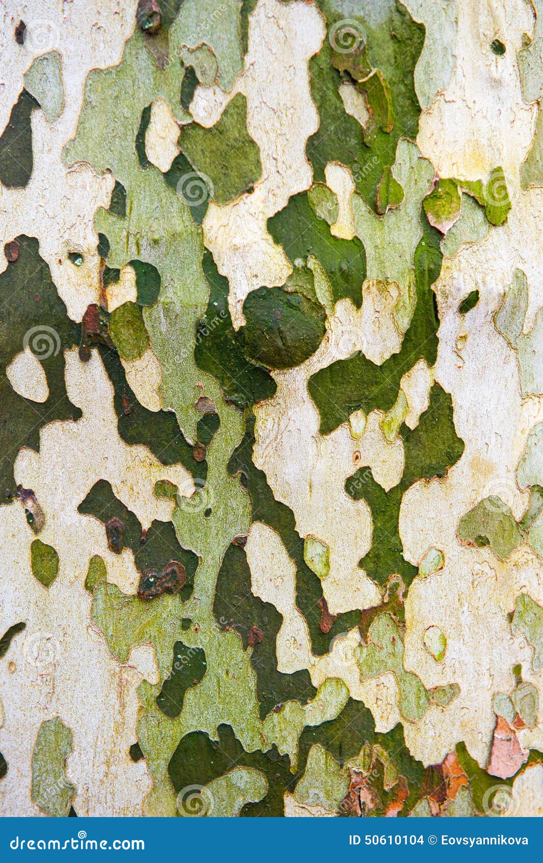 Tree back, background stock photo. Image of background - 50610104