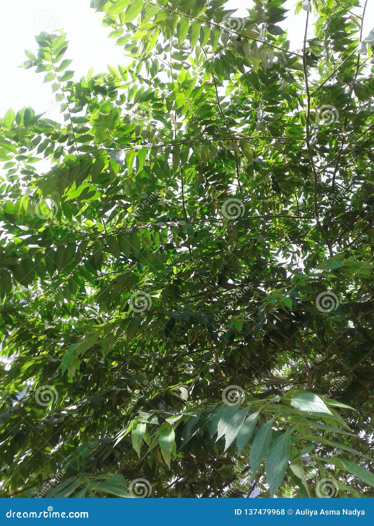 Tree stock photo. Image of nature, cloud, green, back - 137479968