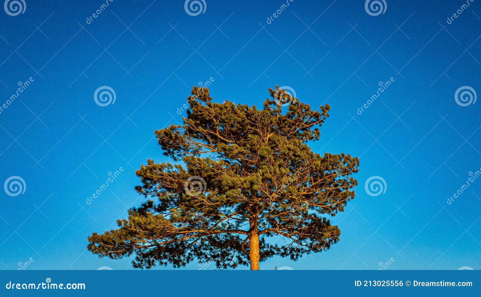 Tree and Background Blue Sky Stock Photo - Image of nature, forest ...