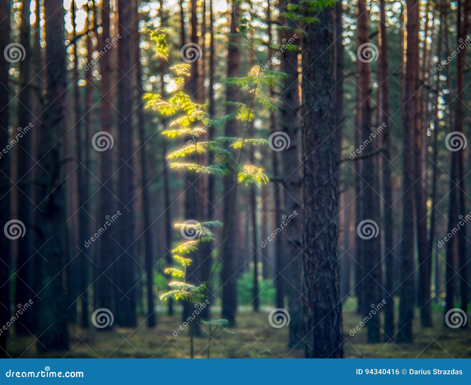 Tree background stock photo. Image of panoramic, outdoor - 94340416