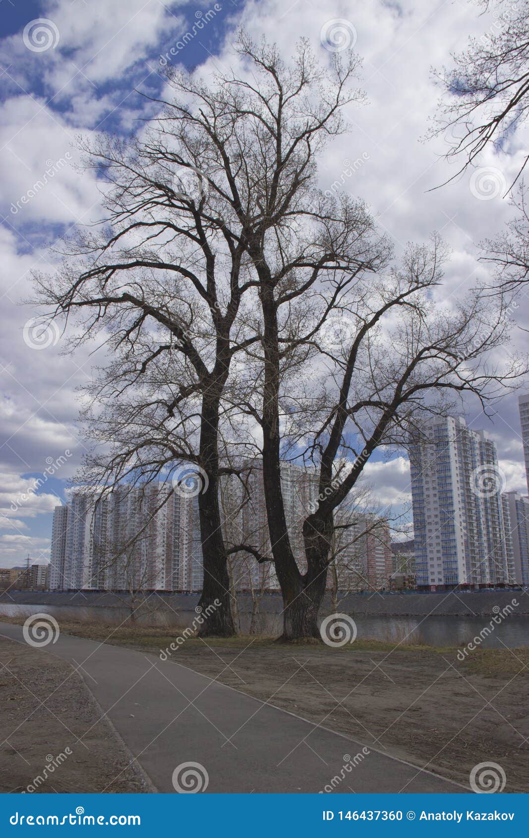 Tree of High-rise Buildings Stock Photo - Image of building, light ...