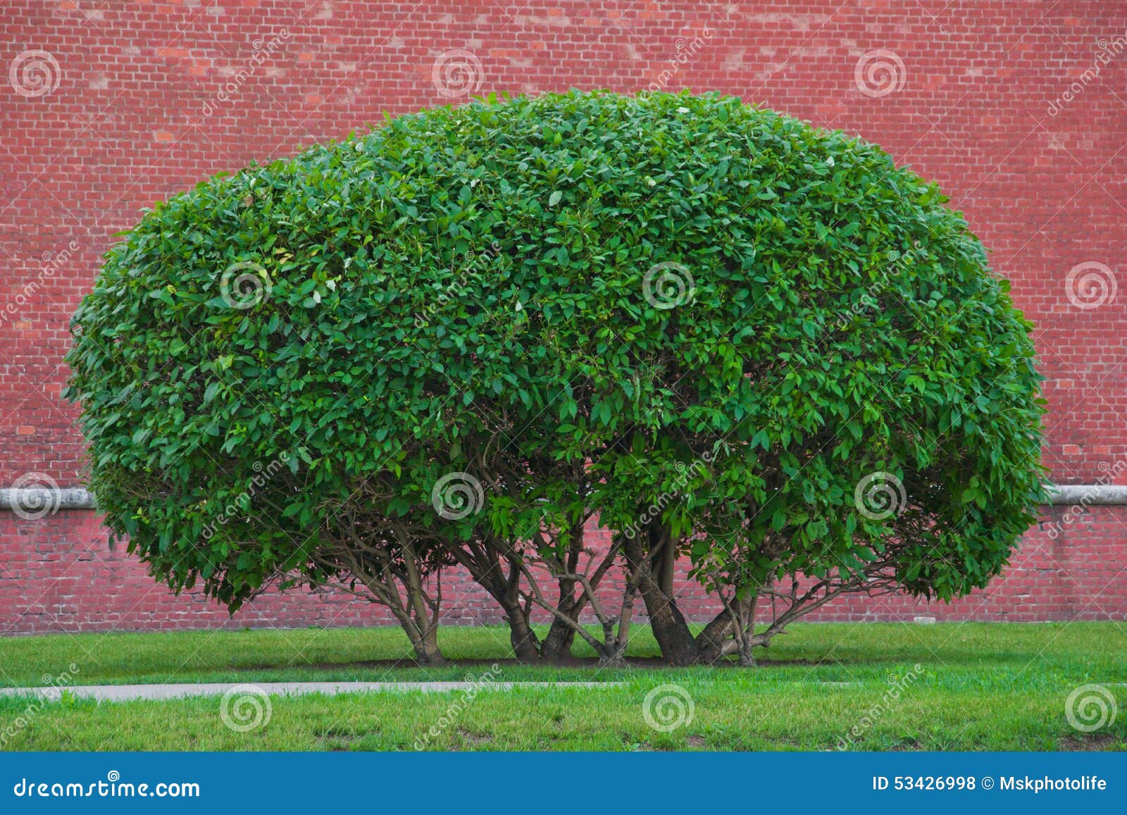 Tree on a Background of Red Brick Wall Stock Photo - Image of tree ...