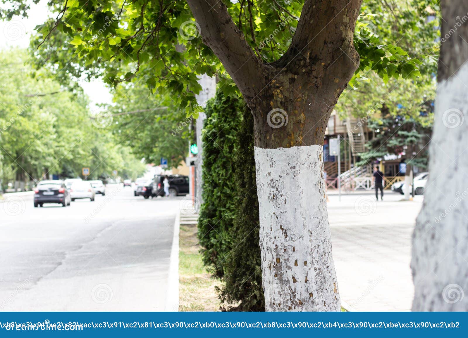 The Tree On The Background Of The Road. The Tree Is Half Colored In ...