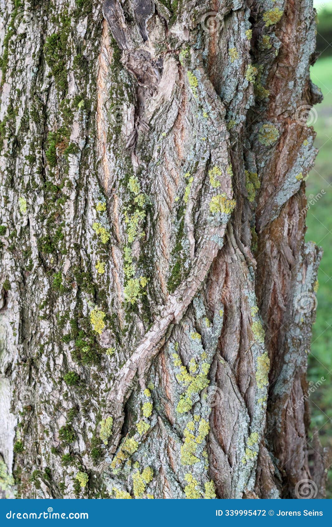 .tree Background with Tangled Bark Stock Photo - Image of abstract ...