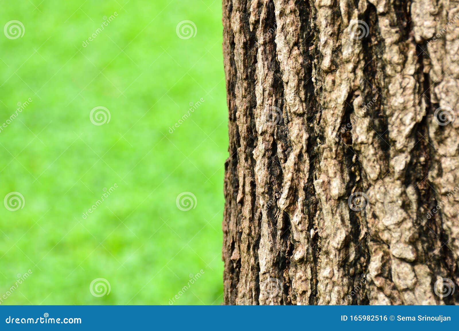 Tree Background and Texture. Stock Photo - Image of grain, plant: 165982516
