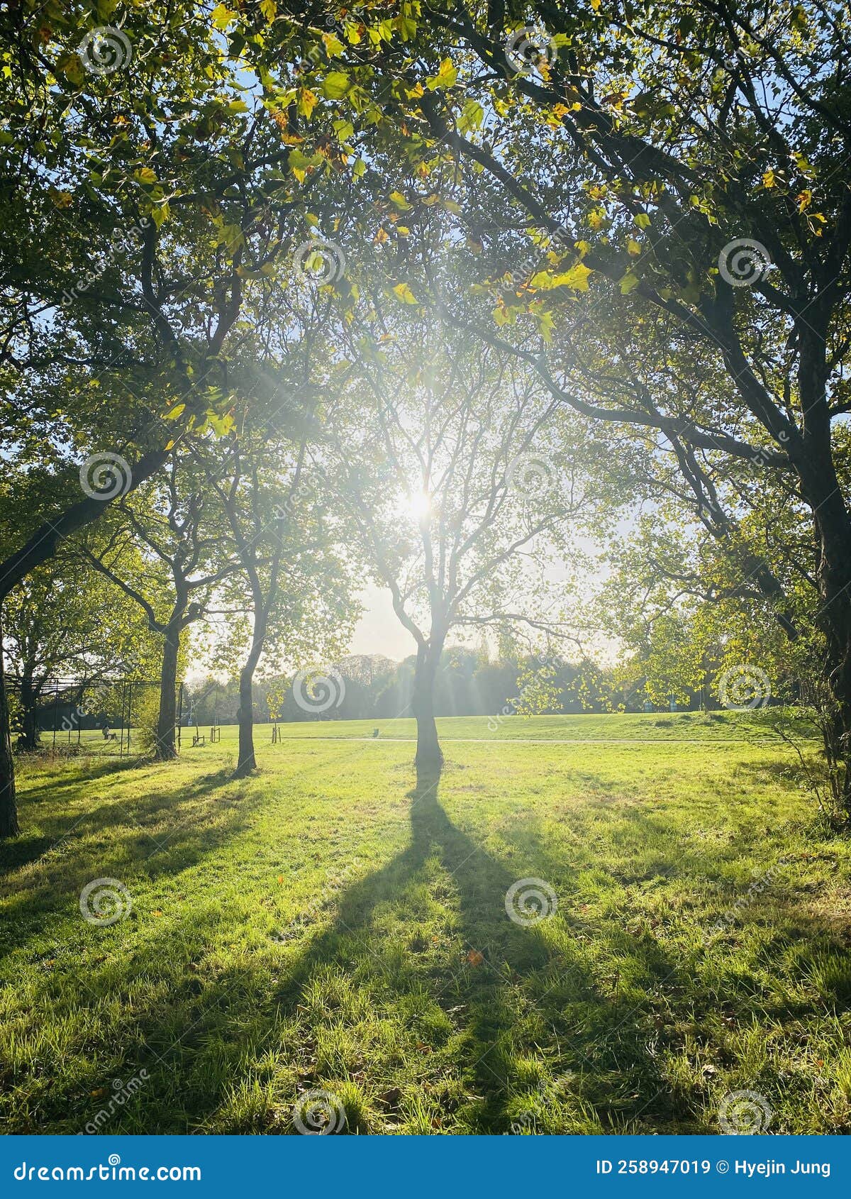 Tree stock image. Image of backlight, park, shadow, green - 258947019