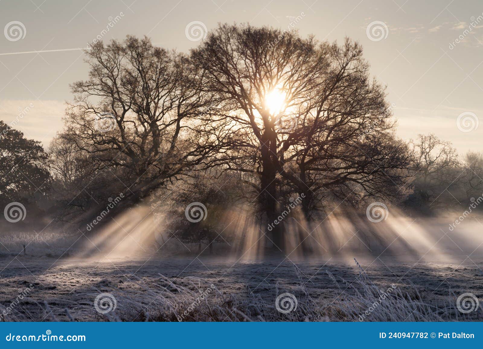 A Tree In Backlight Sunset Stock Photography | CartoonDealer.com #22387040