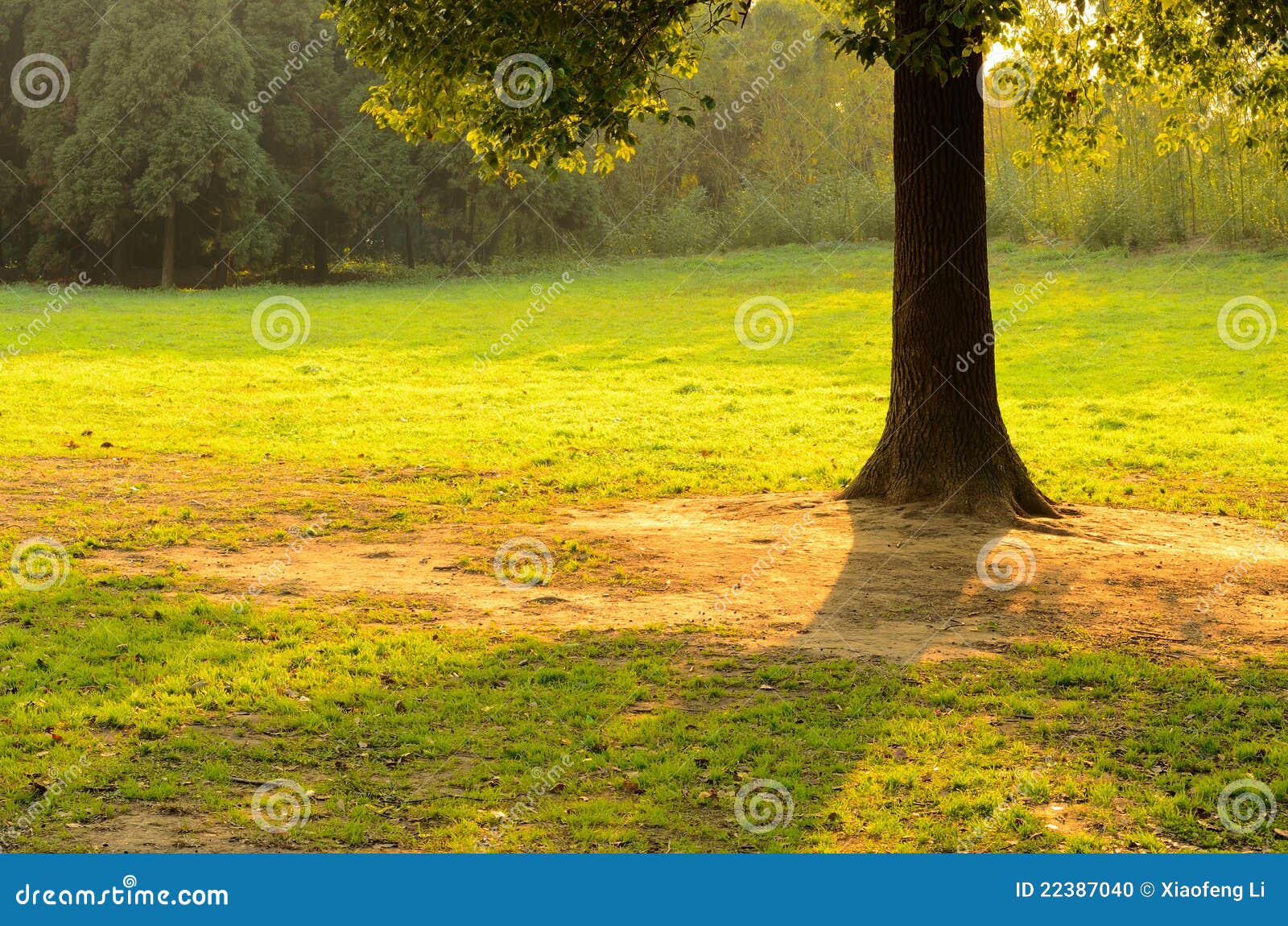 A Tree in Backlight Sunset stock photo. Image of asia - 22387040