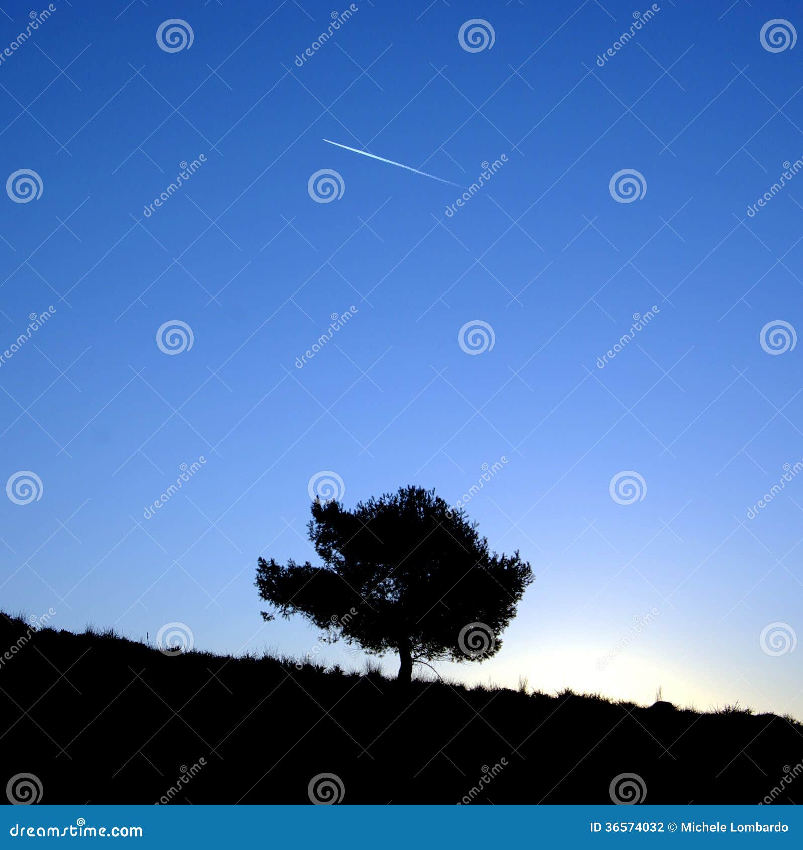 Tree in backlight stock photo. Image of wake, blue, profile - 36574032