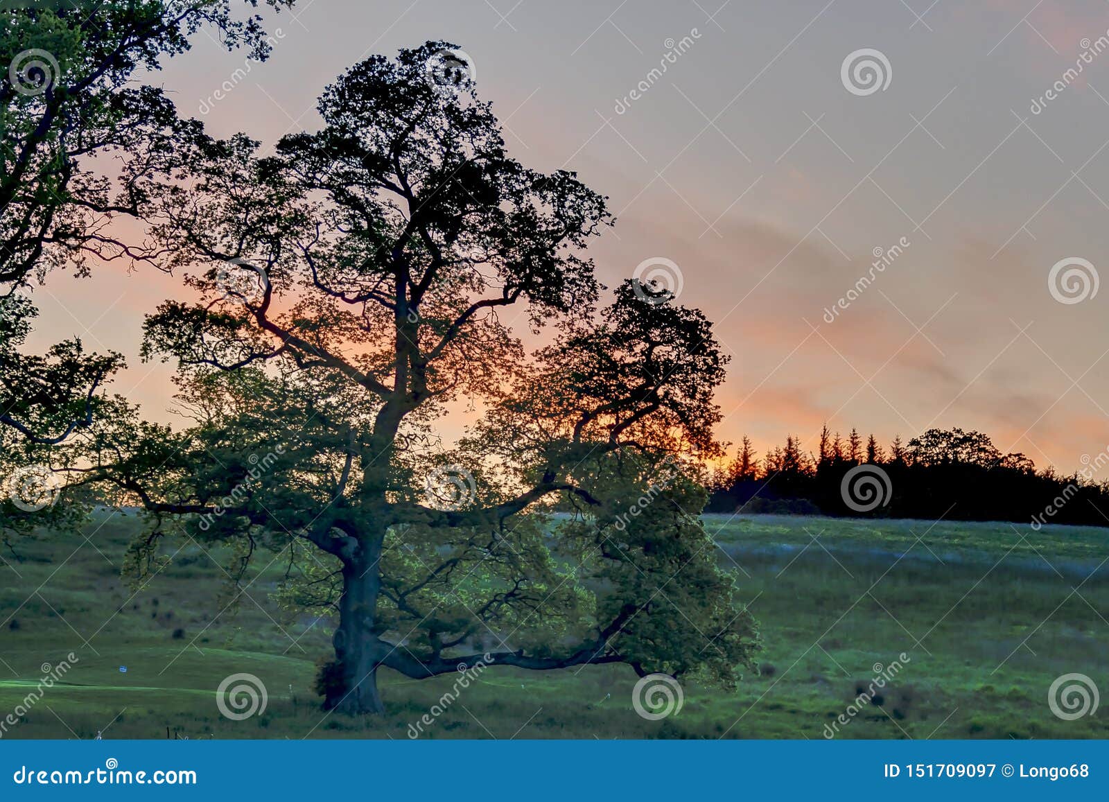 Tree in Backlight during Sunset Stock Image - Image of plant, afterglow ...