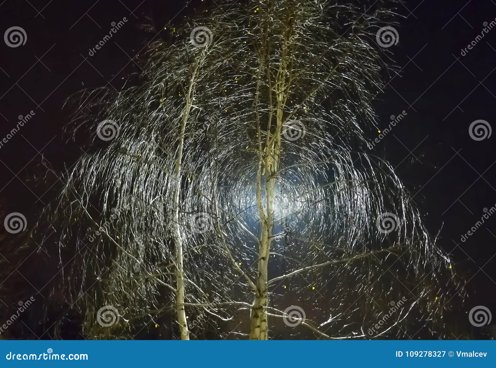 The Tree is Backlit with Backlight in the Dark. Stock Image - Image of ...