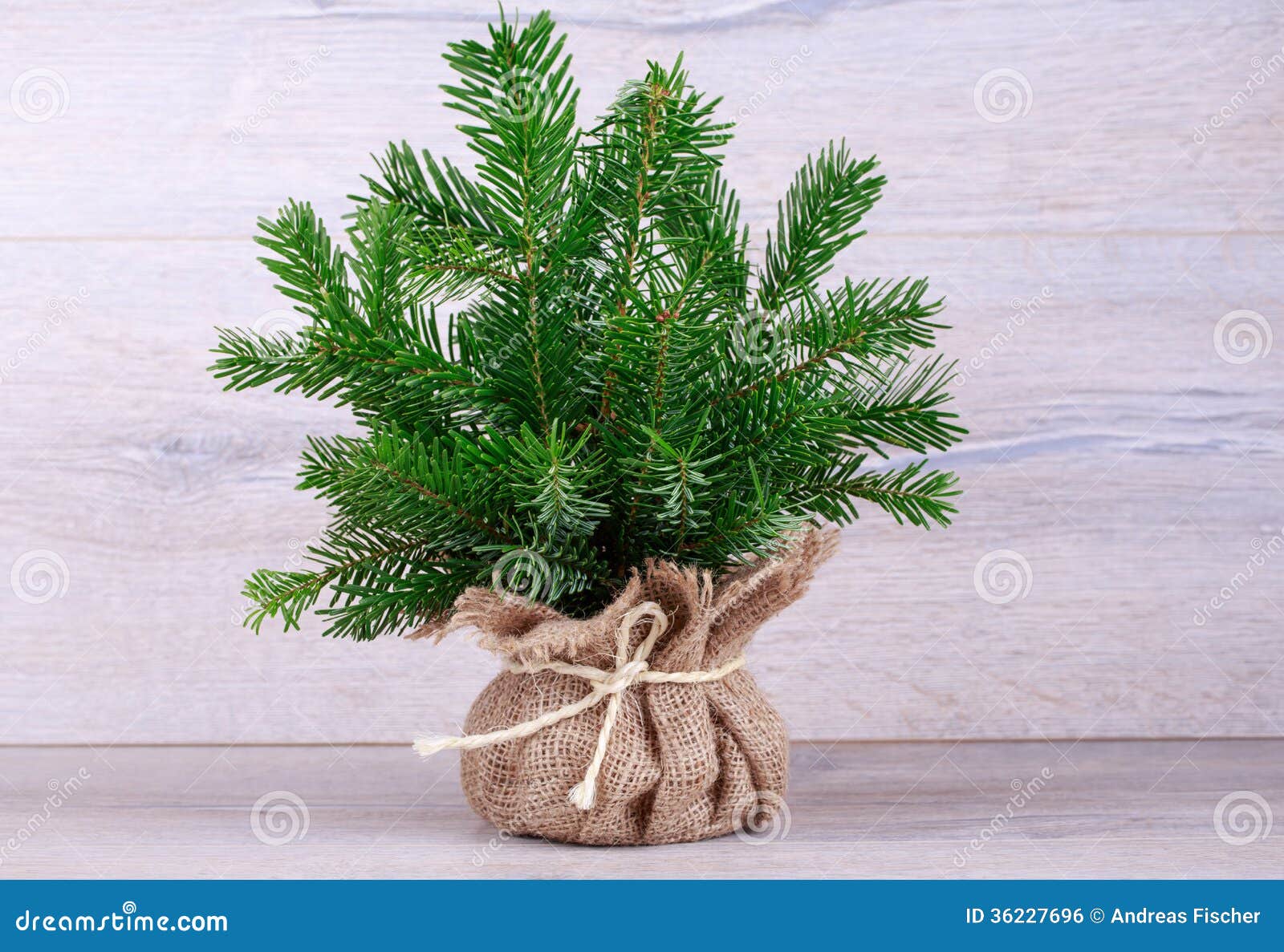 Tree in bag stock photo. Image of wood, decorative, happy - 36227696