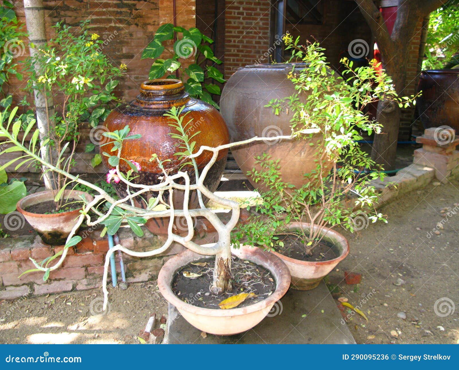 The tree in Bagan, Myanmar stock photo. Image of city - 290095236
