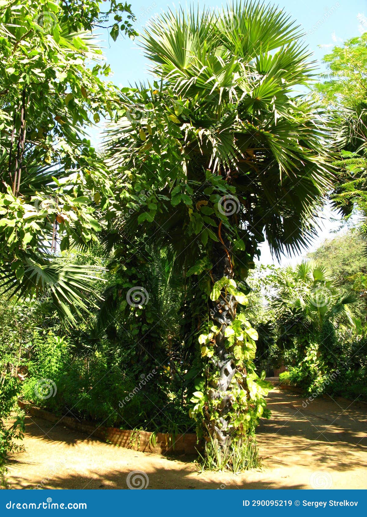 The tree in Bagan, Myanmar stock image. Image of sunset - 290095219