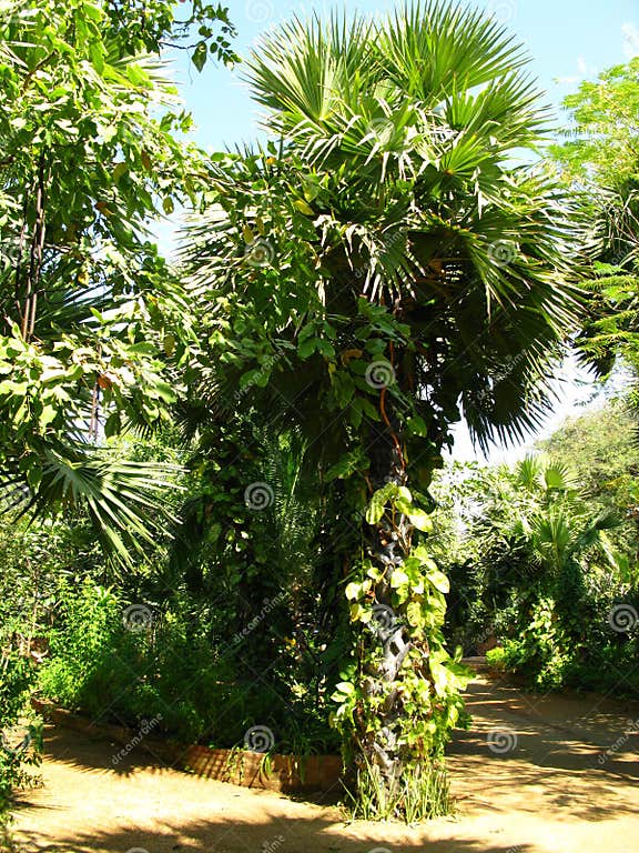 The tree in Bagan, Myanmar stock image. Image of sunset - 290095219