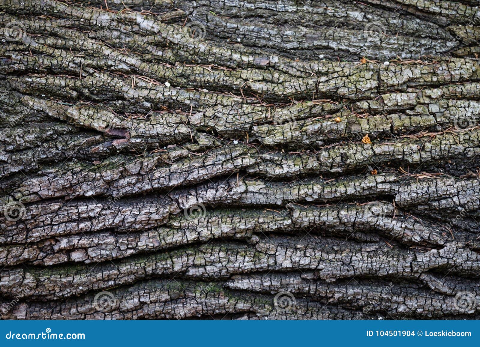 Tree Balk with Fir Needles and Moss, Austria Stock Photo - Image of ...