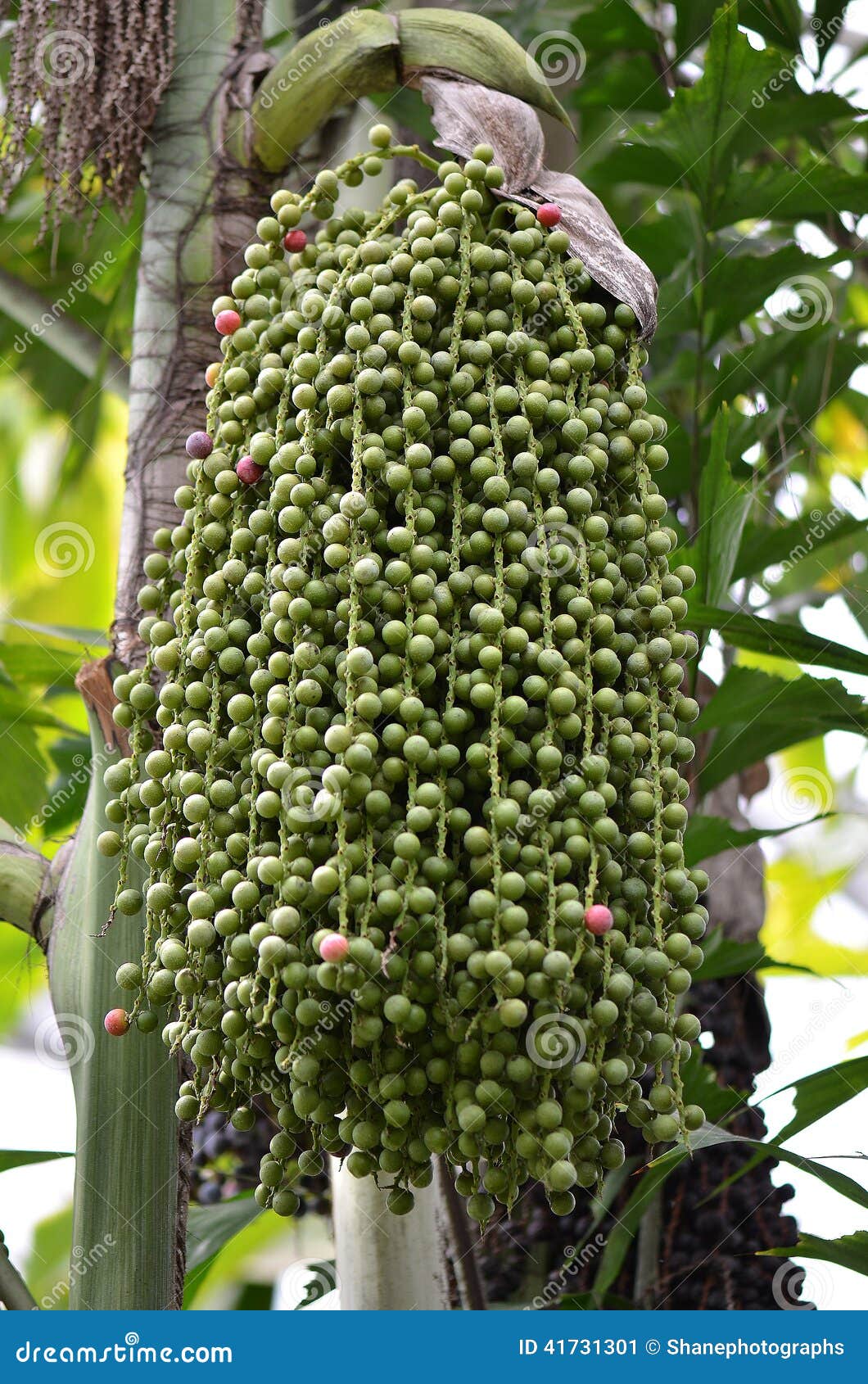 Tree with balls stock image. Image of macro, green, tree - 41731301