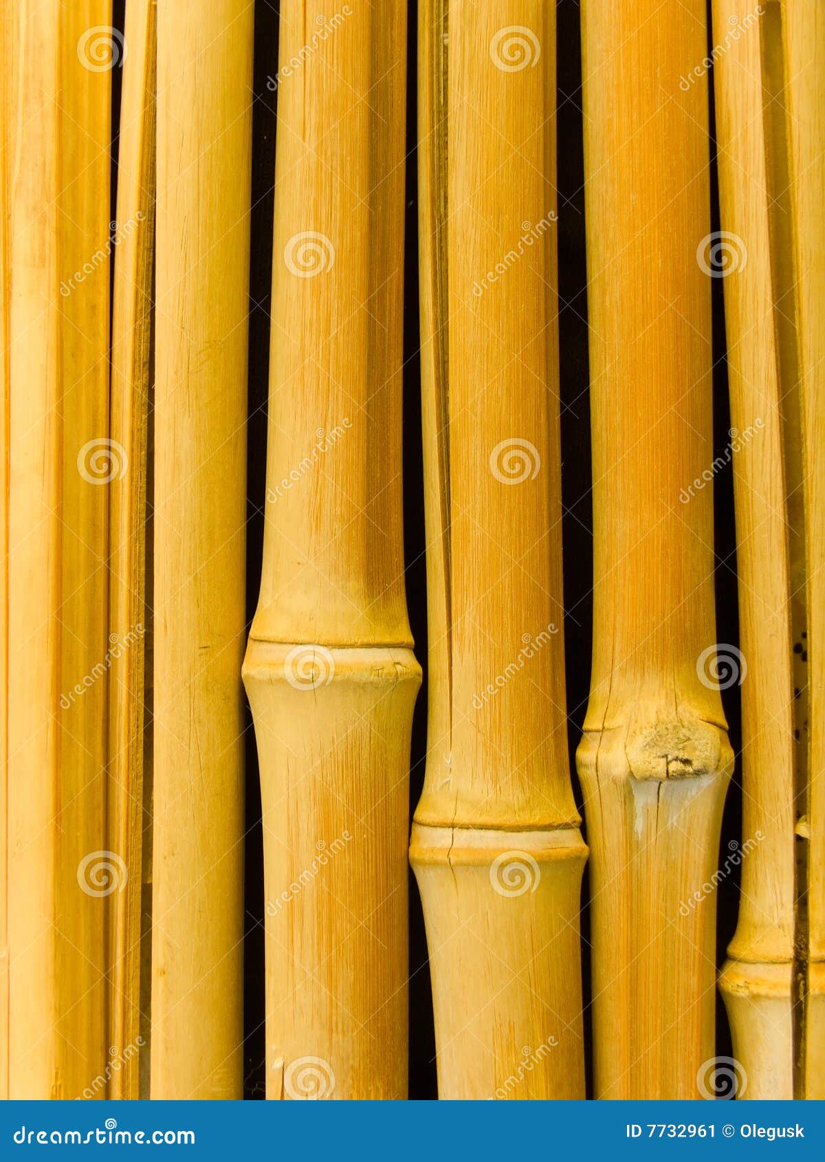 Tree a bamboo trunks stock image. Image of nature, decor - 7732961