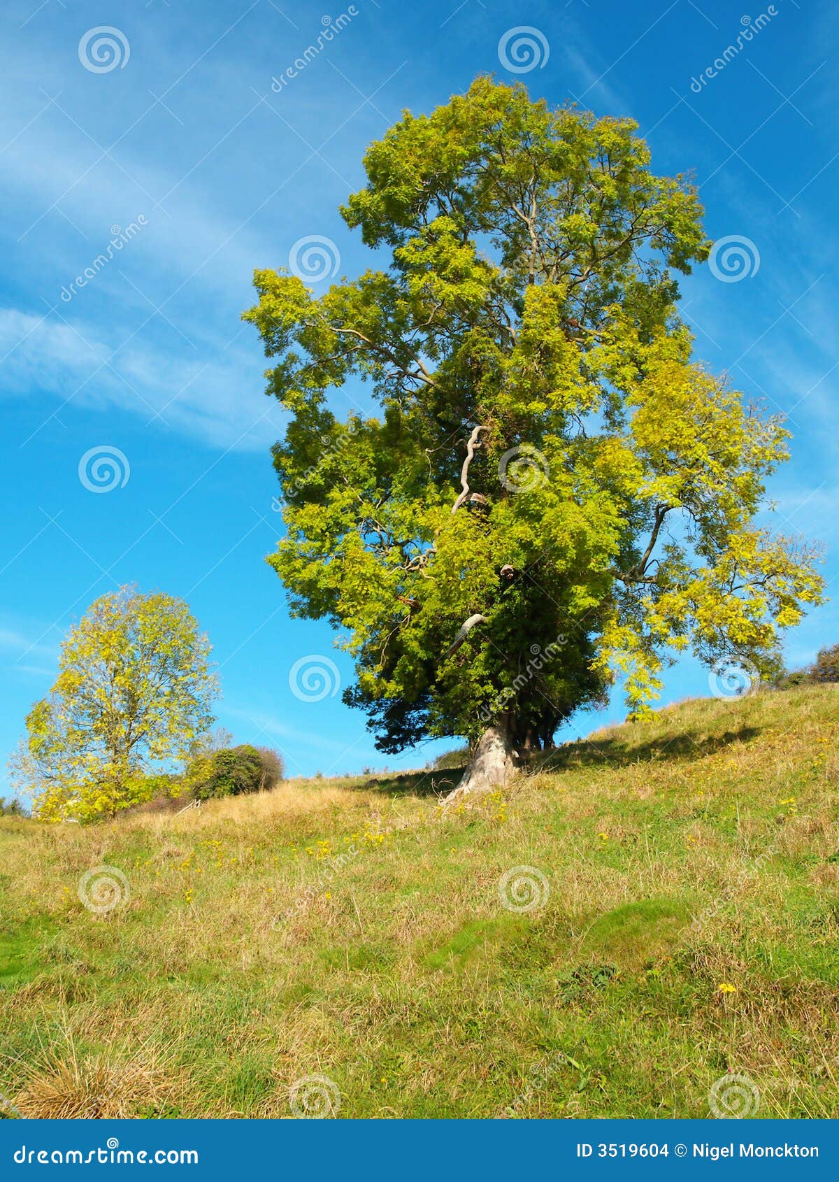 Tree on a bank stock photo. Image of leaf, grass, cloud - 3519604