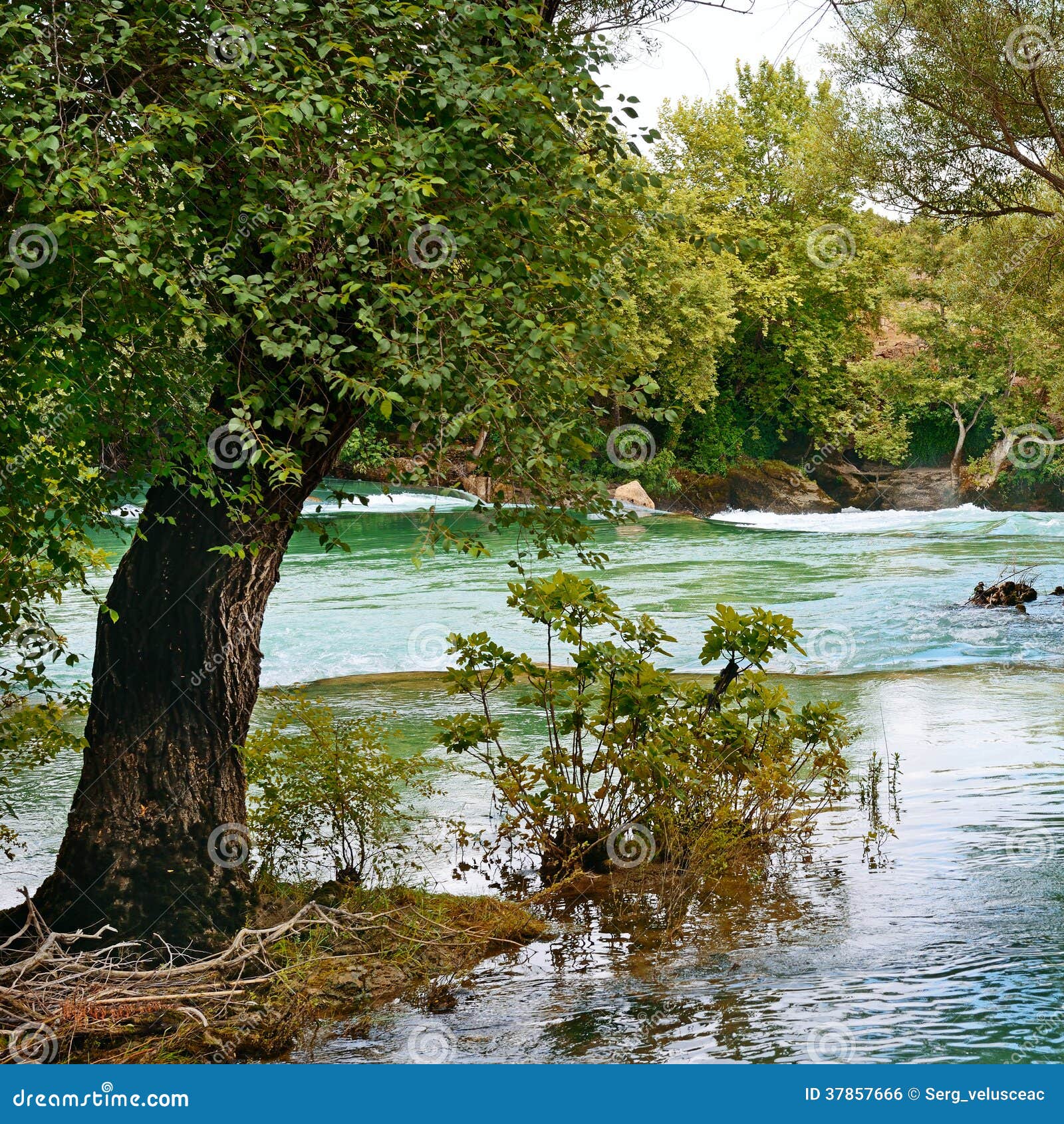 Tree on the bank stock photo. Image of blue, beach, river - 37857666