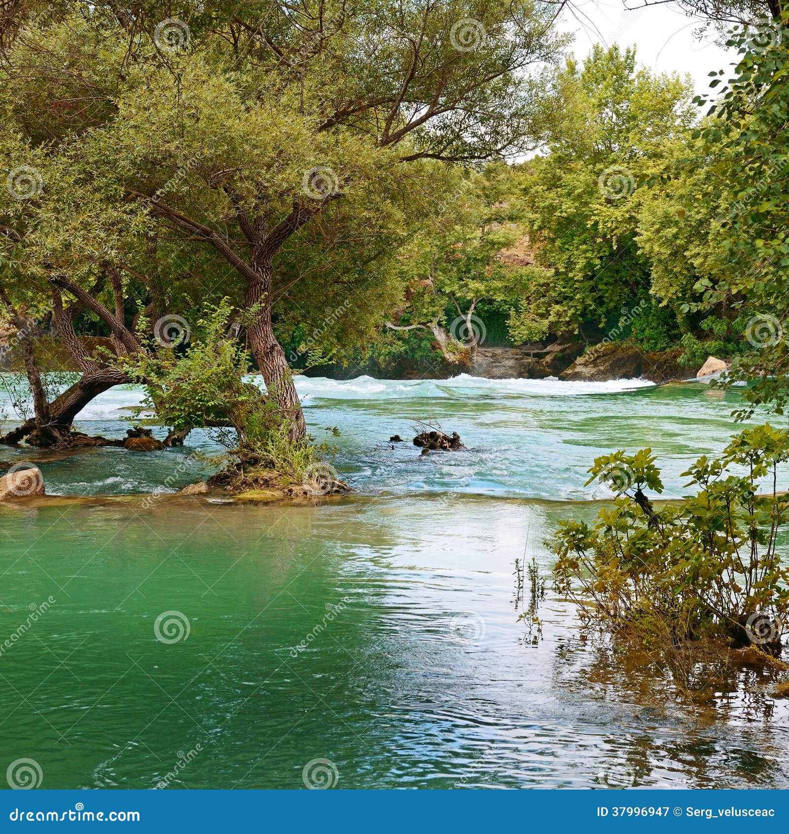 Tree on the bank stock image. Image of nature, bank, river - 37996947