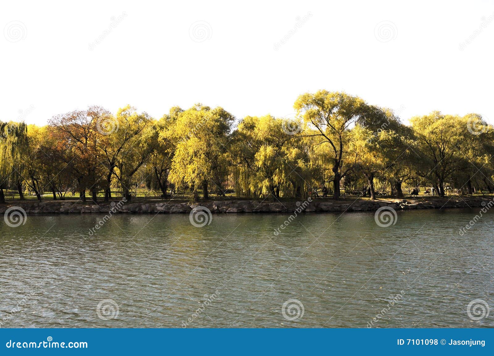 Tree on the bank stock photo. Image of fall, river, nature - 7101098