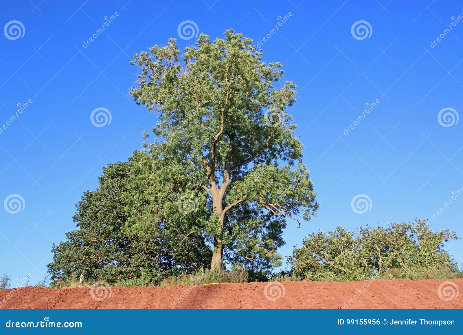 Tree on a bank stock photo. Image of summer, tree, leaves - 99155956