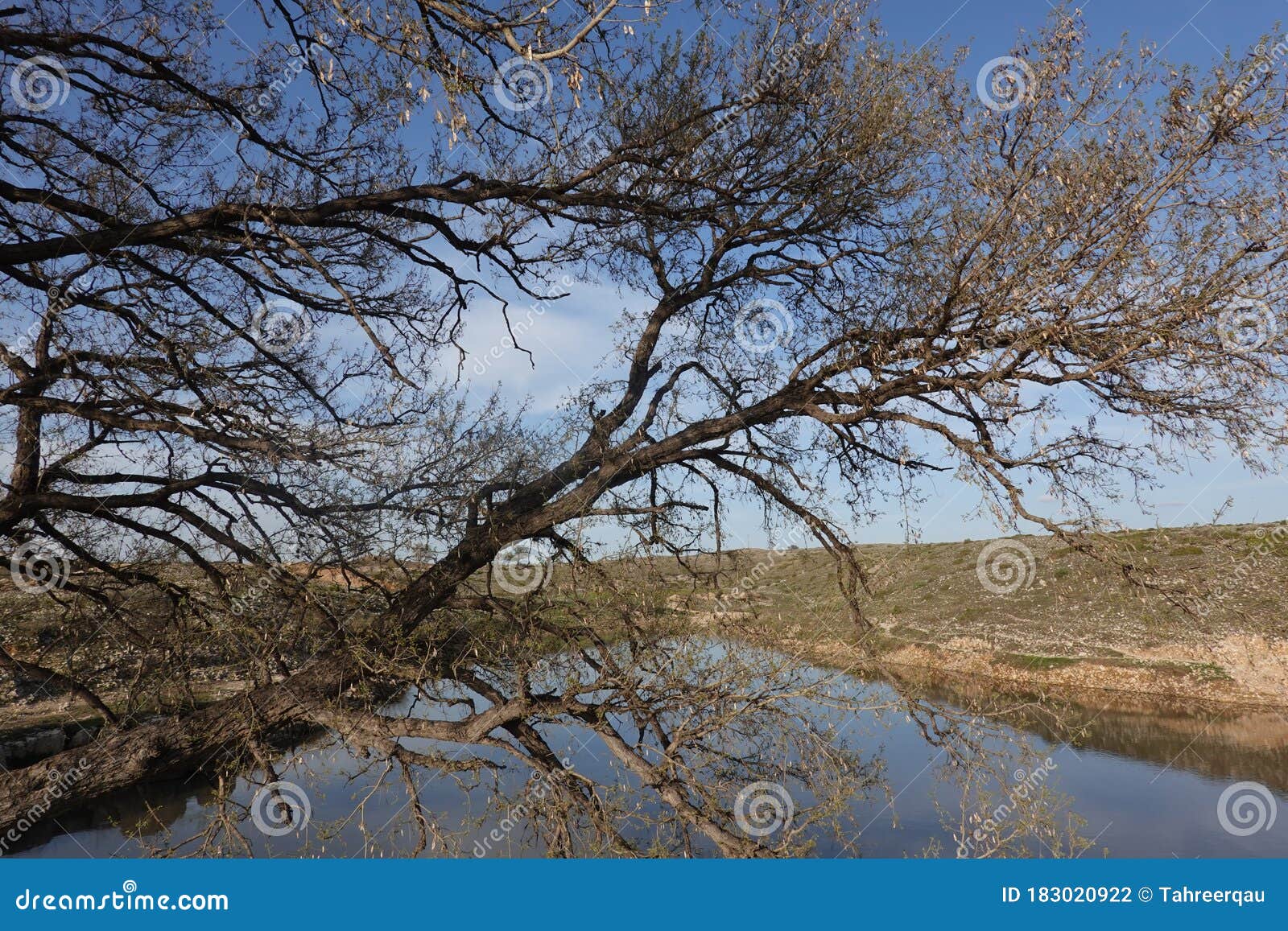 Tree on bank of a lake stock photo. Image of nature - 183020922