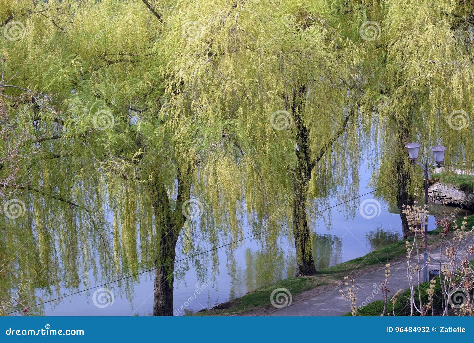 Tree on a Bank of the River Stock Photo - Image of details, colorful ...