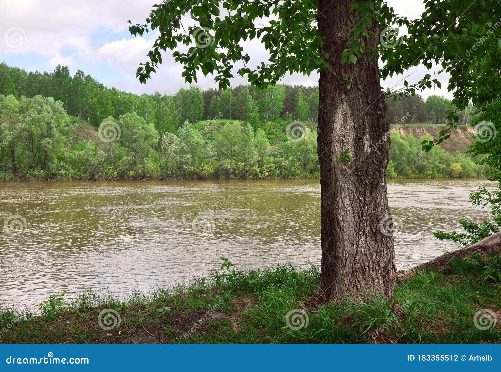 Tree on the Bank of the River Inya Stock Photo - Image of trees ...