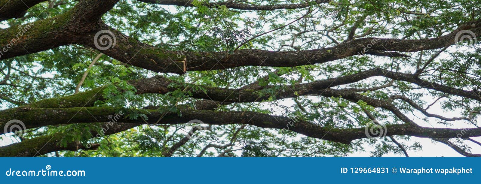 Tree Banner with Large Branches Extending Out Stock Image - Image of ...