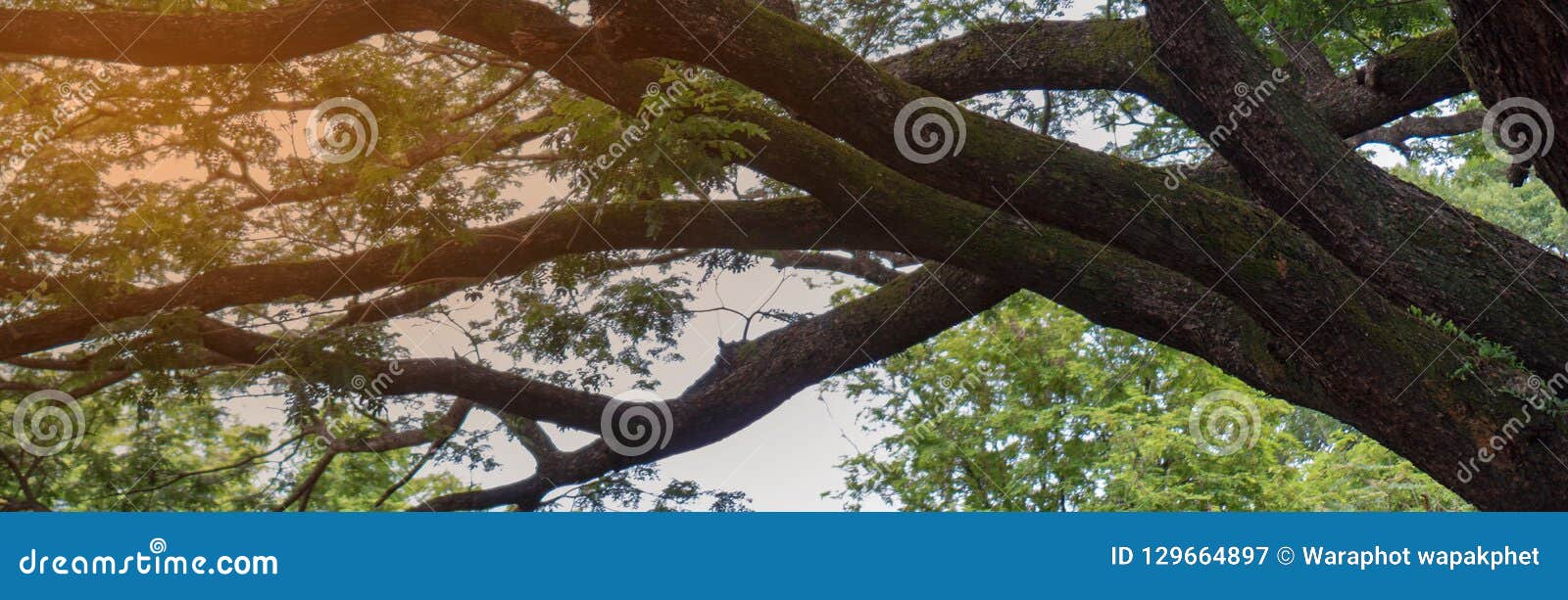 Tree Banner with Large Branches Extending Out Stock Image - Image of ...