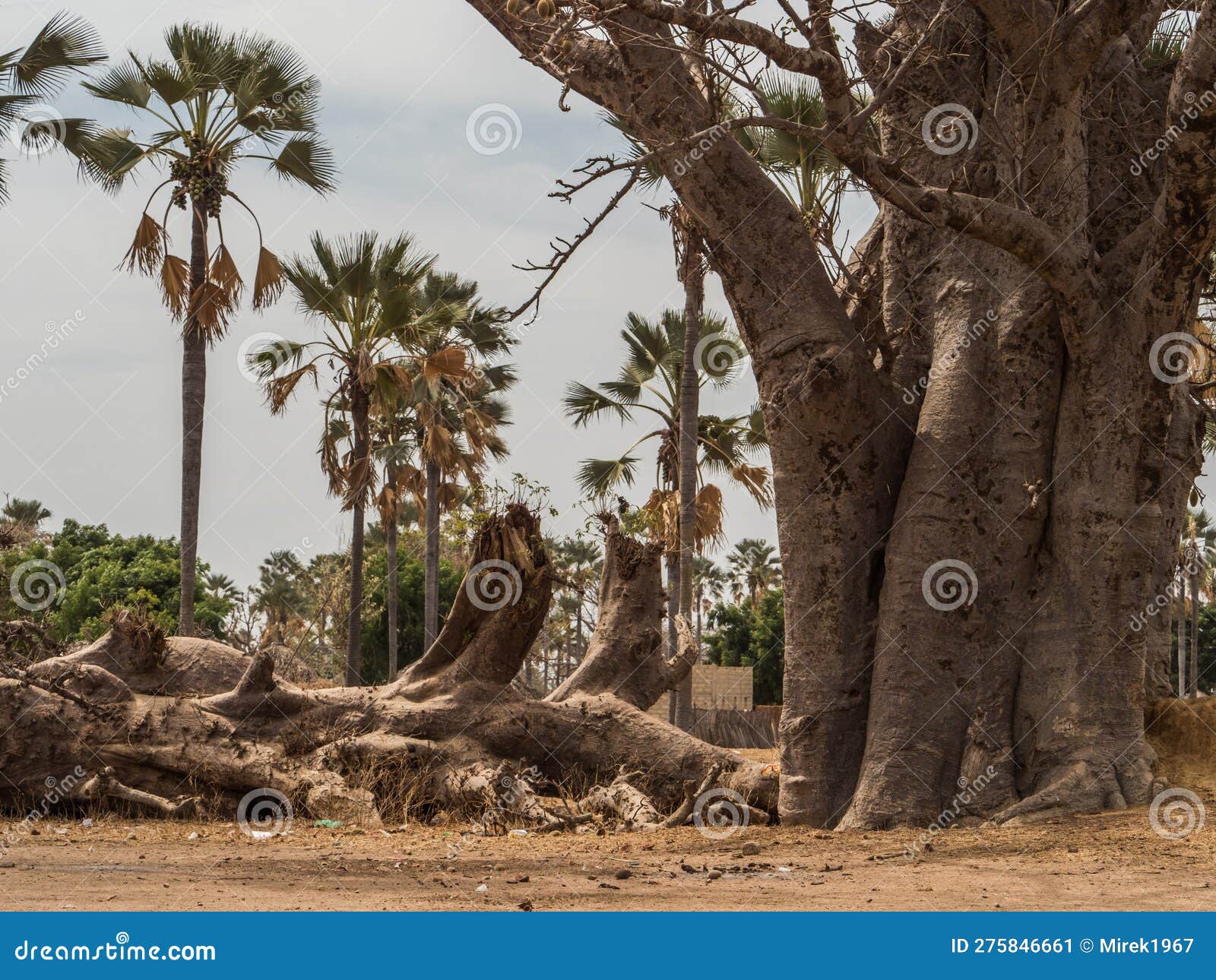 Tree of baobab stock image. Image of draft, design, forest - 275846661