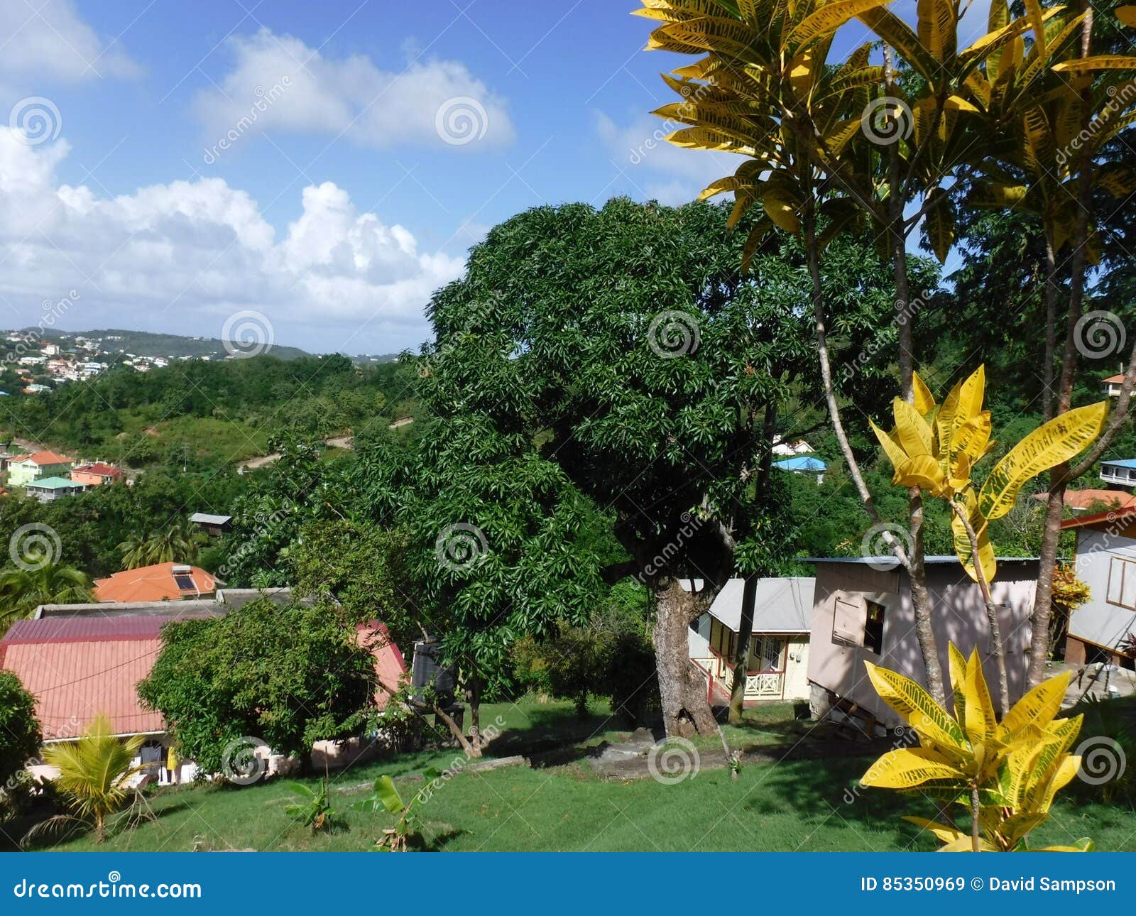 Tree in Barbados stock image. Image of barbados, resort - 85350969