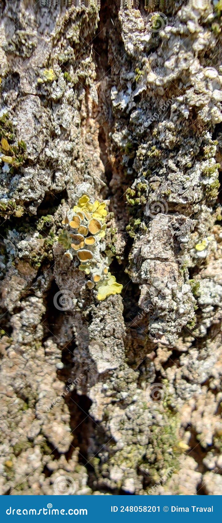Tree barck in forest stock image. Image of plant, geology - 248058201